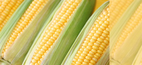 Seasonal: Corn Husking